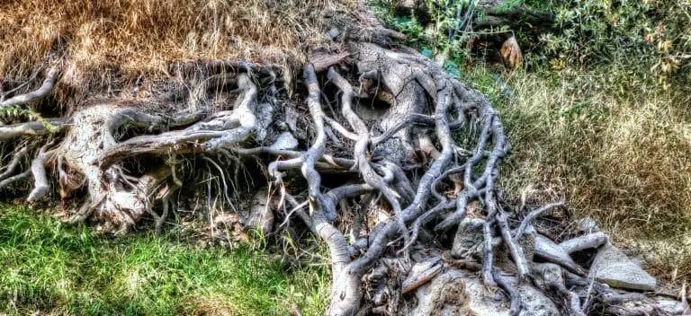Above Ground Tree Root Removal - Exposed Roots In Lawn