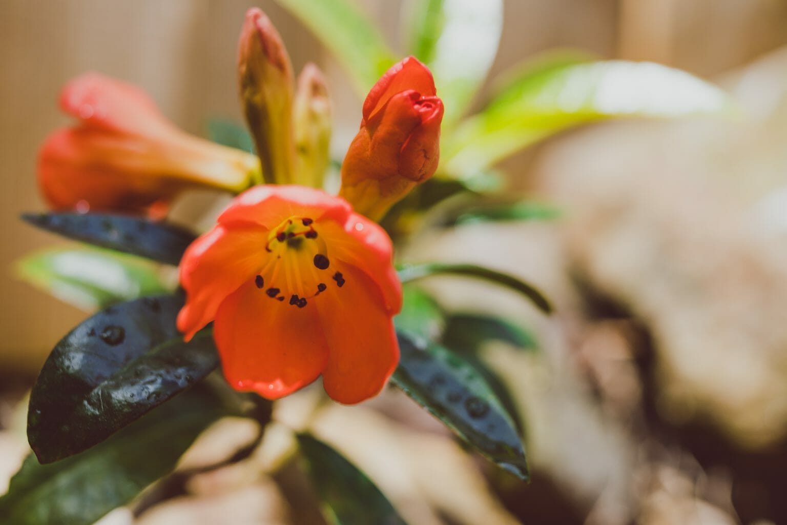 Vireya Rhododendrons Learning More About Them