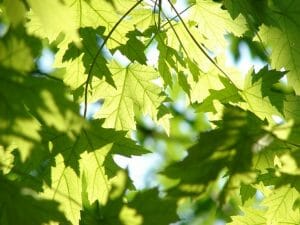Manitoba Maple Tree — Boxelder Maple Tree Facts – Bovees, where the ...