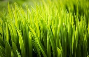 What Is the Best Grass for Clay Soil? – Bovees, where the growing begins!