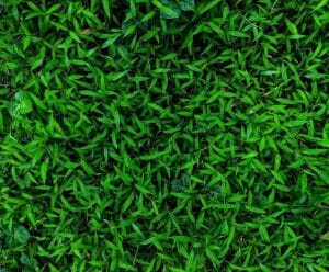 Low-Maintenance Grass Types: The Easiest Lawn for Busy Families ...