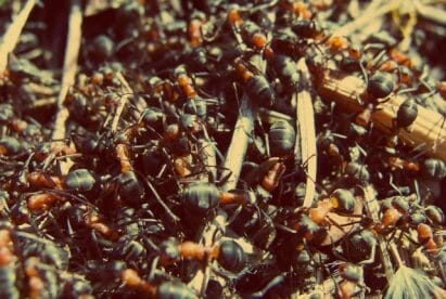 How to Get Rid of Sugar Ants - How To Kill Sugar Ants