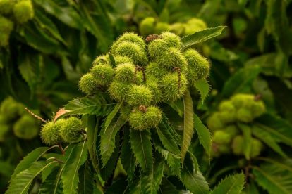 American Chestnut Trees a Short History