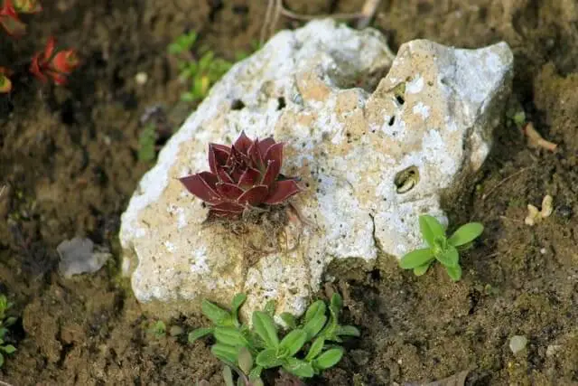 The Best Rockery Plants - Rock Garden Plants